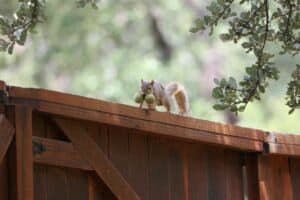 Squirrel In House Signs: Identify & Deal With The Problem